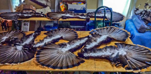 How to Skin, Prepare, and Display a Turkey Cape Mount - GRAND SLAM NETWORK